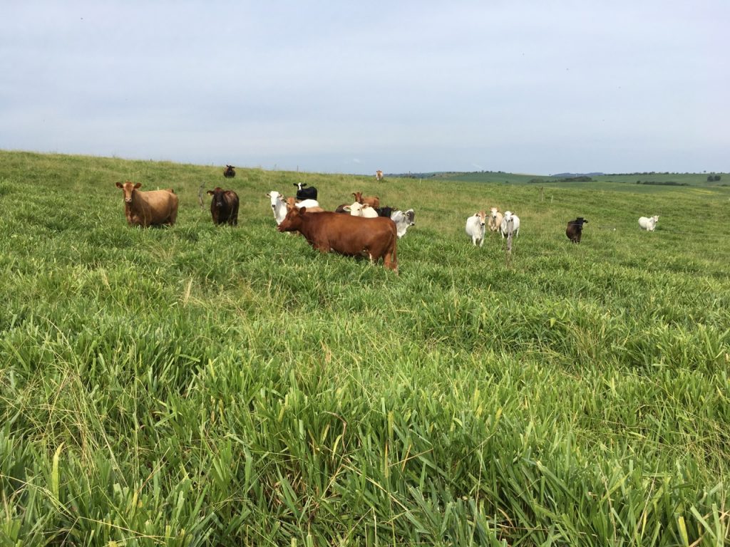 Pesquisa aponta caminho para controle do capim-annoni – Epagri