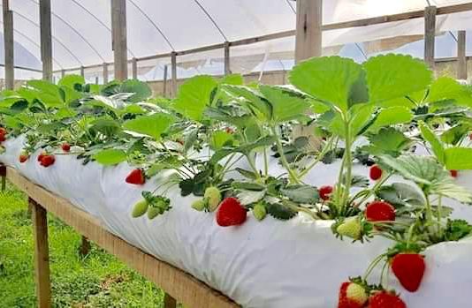 Agricultores aprendem sobre cultivo protegido em Águas Mornas – Epagri