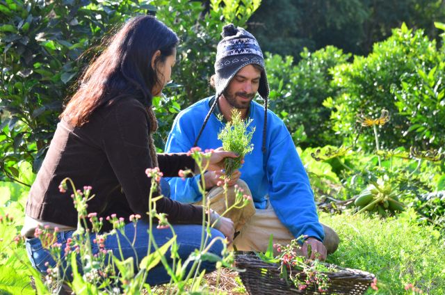 SC conta com produção comercial de Panc: veja aqui algumas receitas ...